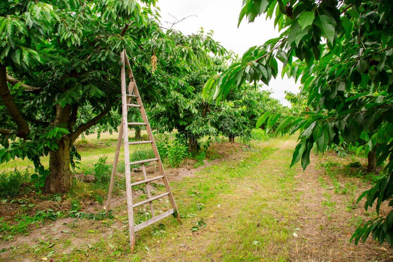 Many Cherry Trees with Ripe Cherries Stock Image - Image of harvest ...