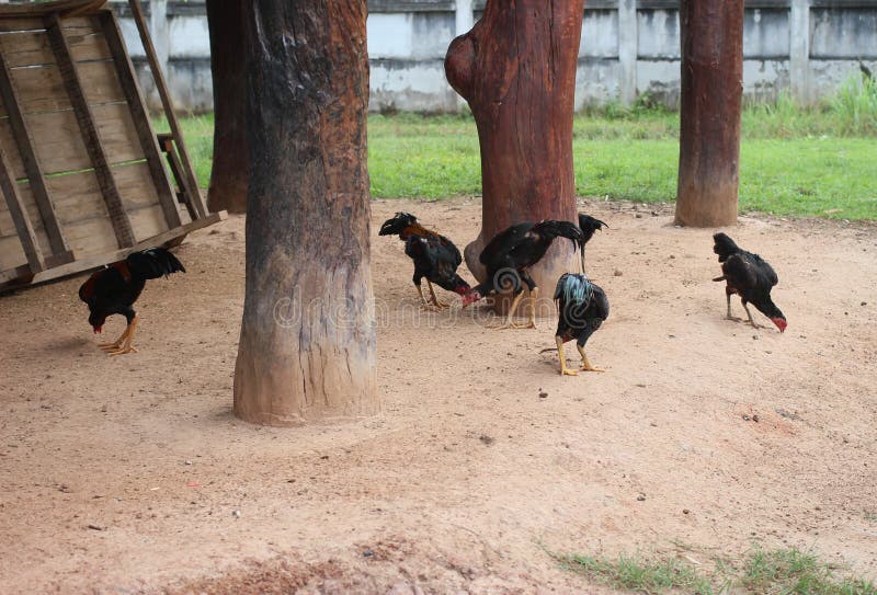 Many Chicken Foraging at Dawn. Stock Image - Image of poultry, animals ...