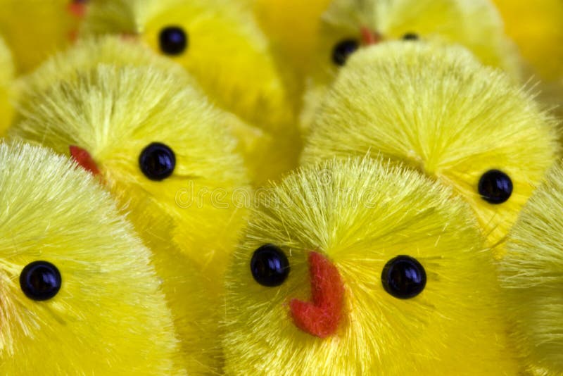 Little easter chick stock photo. Image of eggs, decoration - 13027936