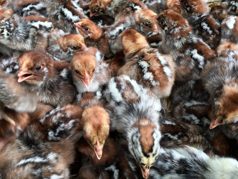 Many Chicks at Poultry Farm Stock Image - Image of business, farming ...