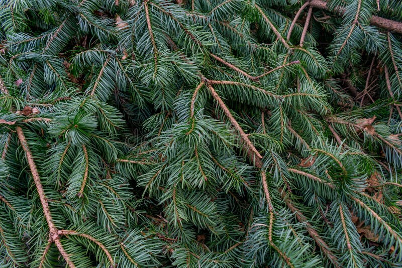 Many Christmas Tree Branches. Background Stock Image - Image of tree ...