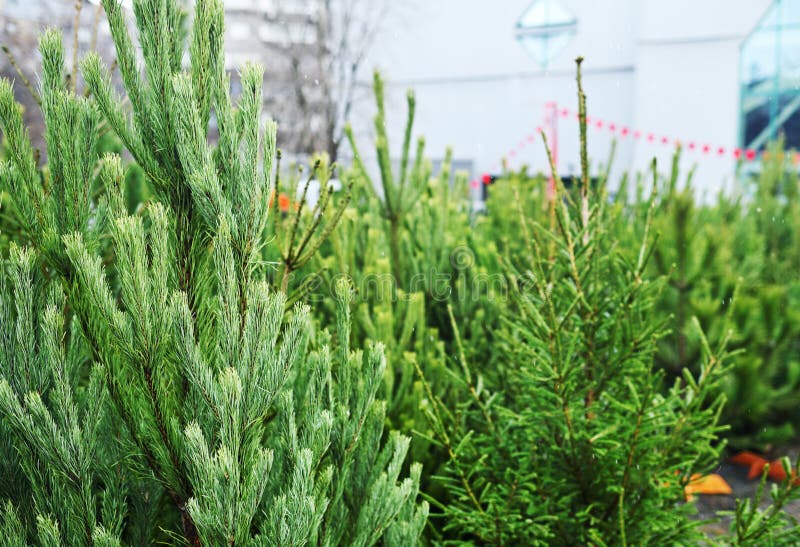 Many Christmas Trees in the Christmas Tree Market. Stock Photo - Image ...