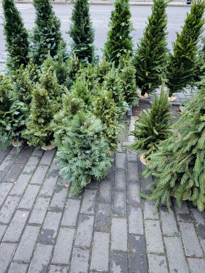 Many Christmas Trees in the Christmas Tree Market. Preparing for ...