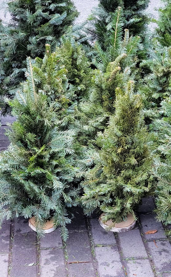 Many Christmas Trees in the Christmas Tree Market. Preparing for ...