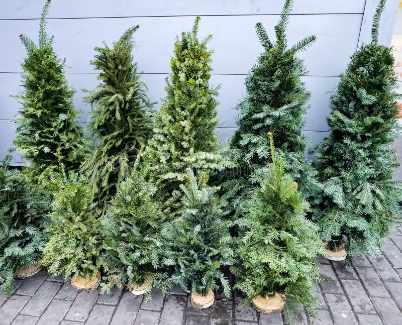 Many Christmas Trees in the Christmas Tree Market. Preparing for ...