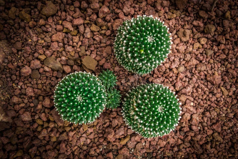 Cactus in circle shape stock image. Image of bigger - 103547573