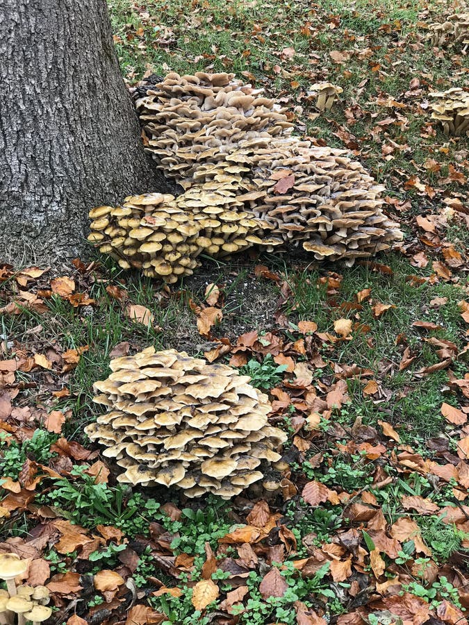 Cluster Of Mushrooms On Grass Lawn Stock Photo - Image of wild ...