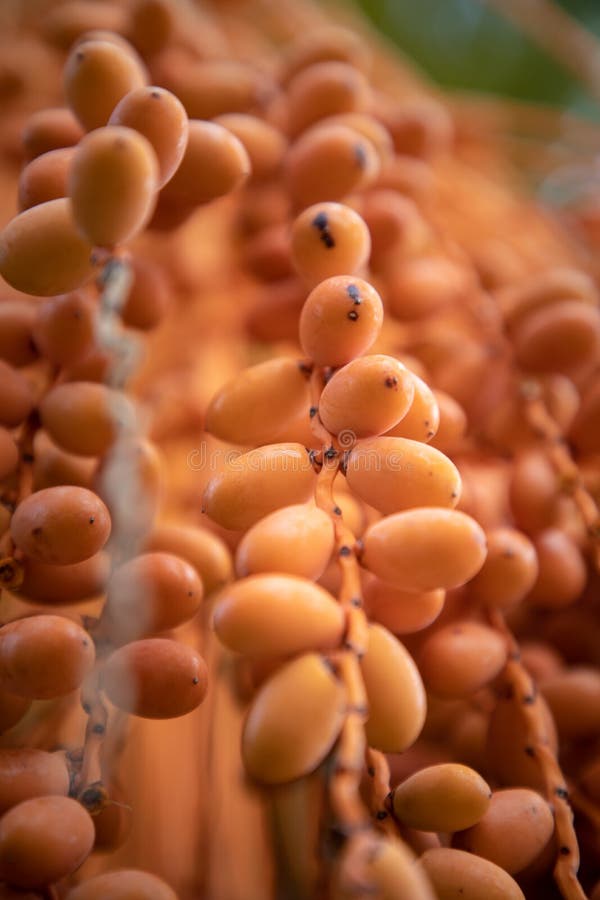 Orange dates on a branch stock photo. Image of decoration - 178704928
