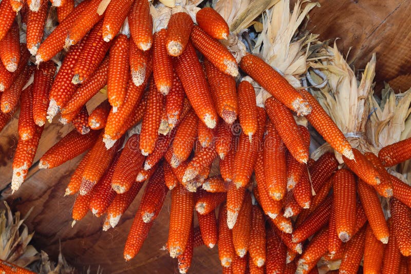 Many Cobs of Corn Hanging from the Ceiling of the Farm for Drying the ...