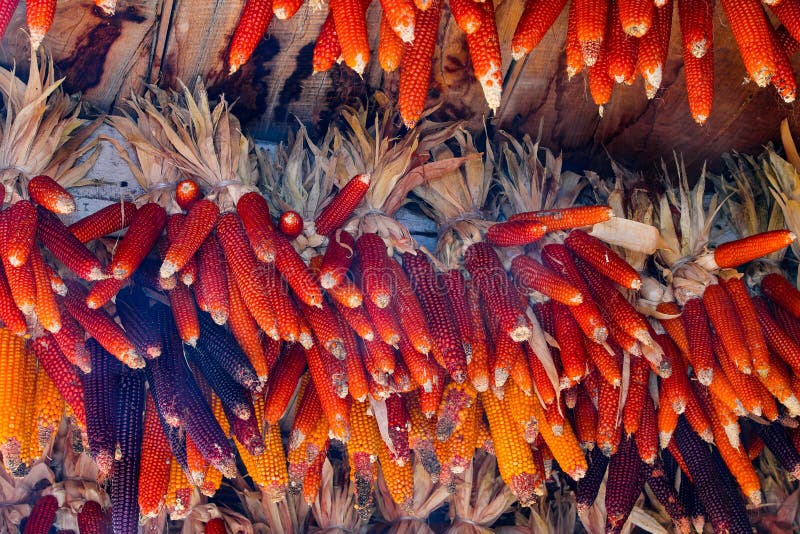 Many Cobs of Corn Hanging from the Ceiling of the Farm for Drying the ...