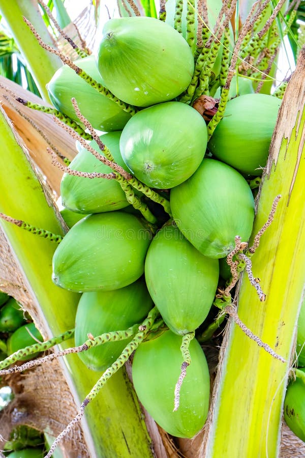 Many Coconut on Coconut Tree. Stock Photo - Image of coconut, nice ...