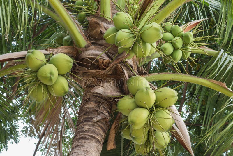 Many of the coconut on top stock photo. Image of tropical - 65965016