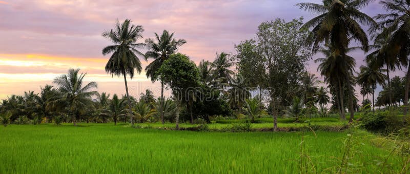 Coconut farm stock photo. Image of luxury, beautiful - 10726936