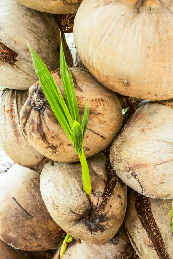 Many coconuts stock image. Image of thailand, coconuts - 26712617
