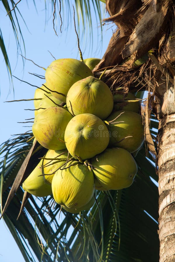 Many coconuts stock image. Image of asian, nutrition - 71751219