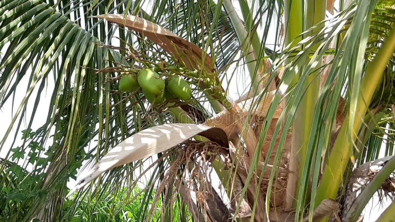 Many Coconuts on Coconut Tree. Many Coconuts on Coconut Tree Video ...