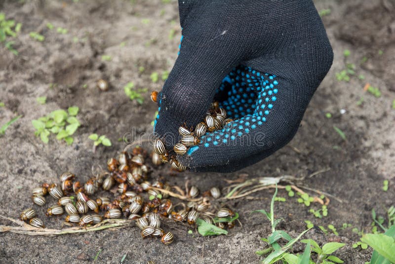 Many Colorado Beetles in the Hand Stock Photo - Image of belarus, pests ...