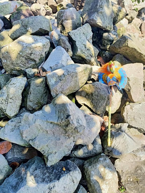 Many Colored Chickens on a Pile of Rocks Stock Image - Image of colored ...