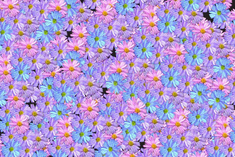 Many-colored flowers stock image. Image of computer, flower - 4372875