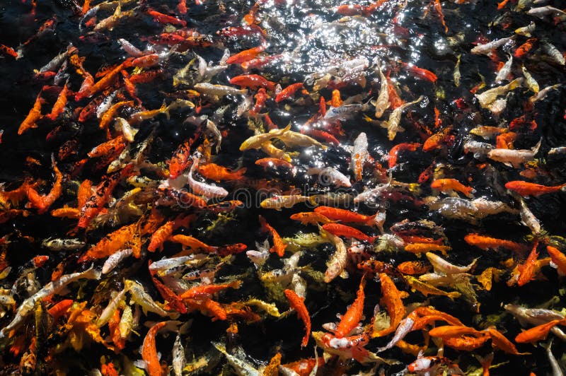 Many Colored Koi Carps stock image. Image of water, aquatic - 37893067