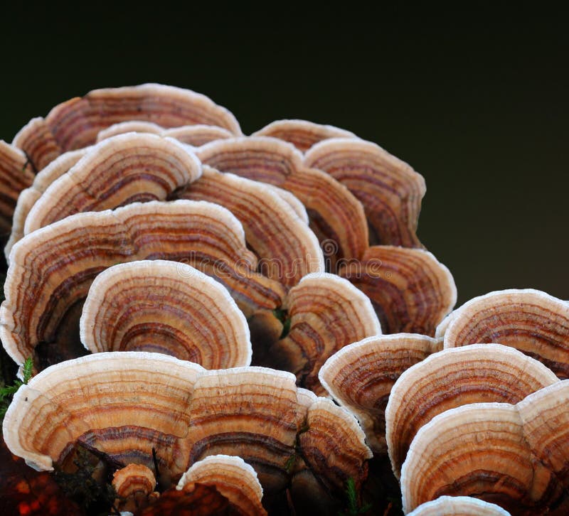 Many-colored Polypore Fungus Stock Photo - Image of fungus, caps: 48269604