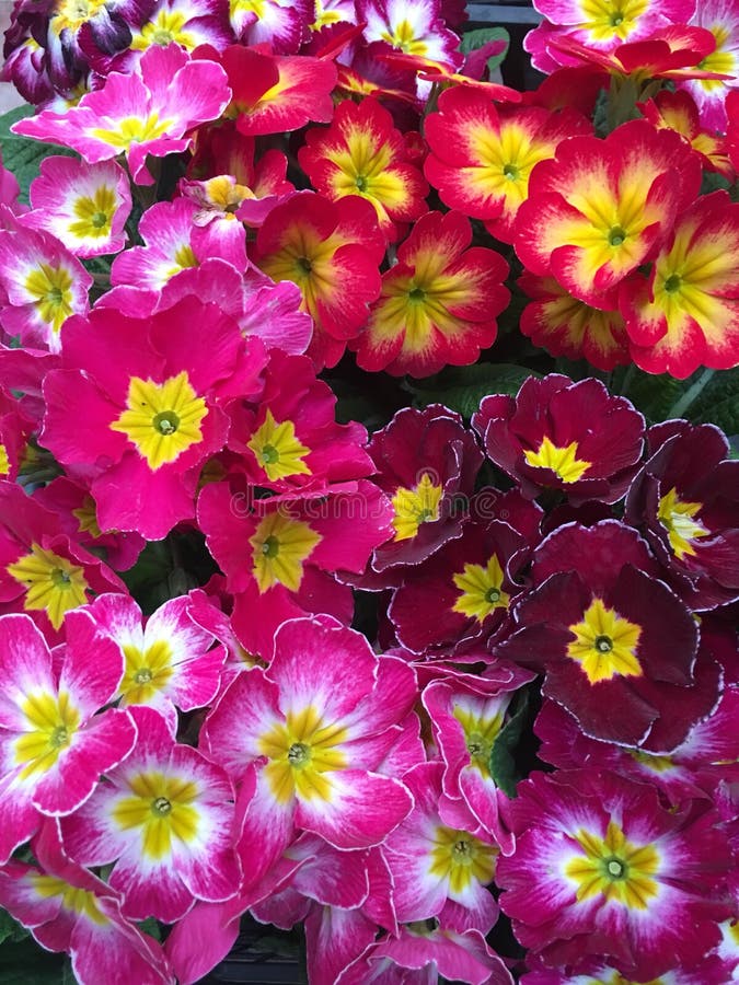 Colored primula plants stock photo. Image of plant, colors - 19013786