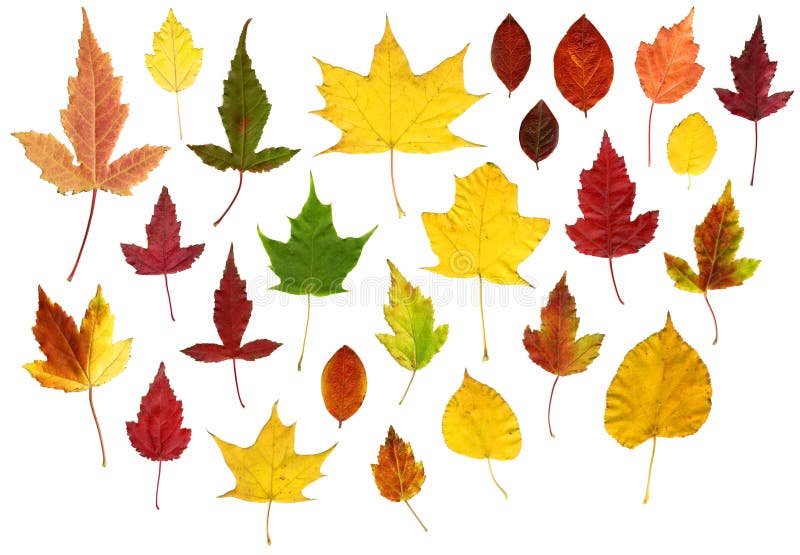 Colorful leaves stock photo. Image of orange, choice, collection - 5761642