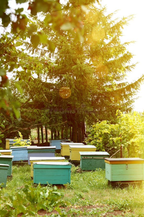 Many Colorful Bee Hives at Apiary Outdoors Stock Image - Image of honey ...