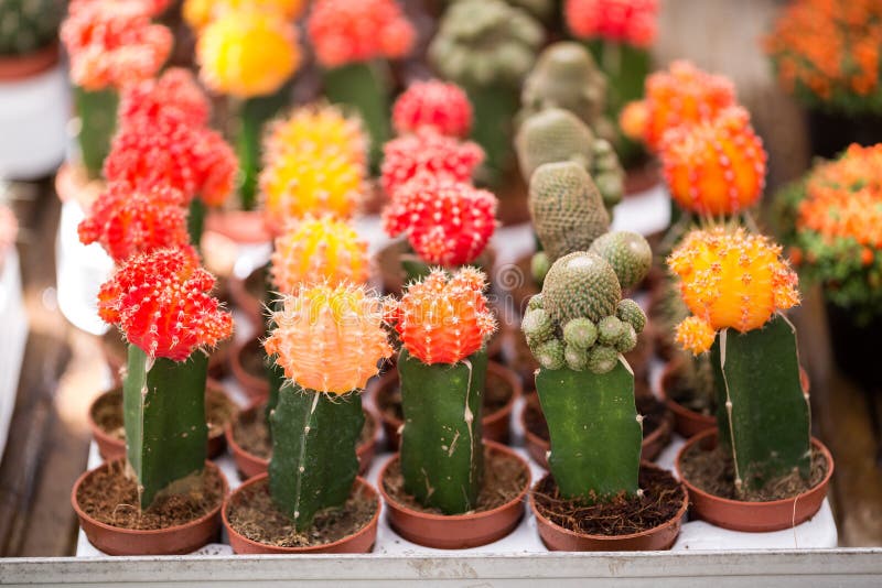 Many Colorful Cactus in Plantland Stock Image - Image of green, culture ...