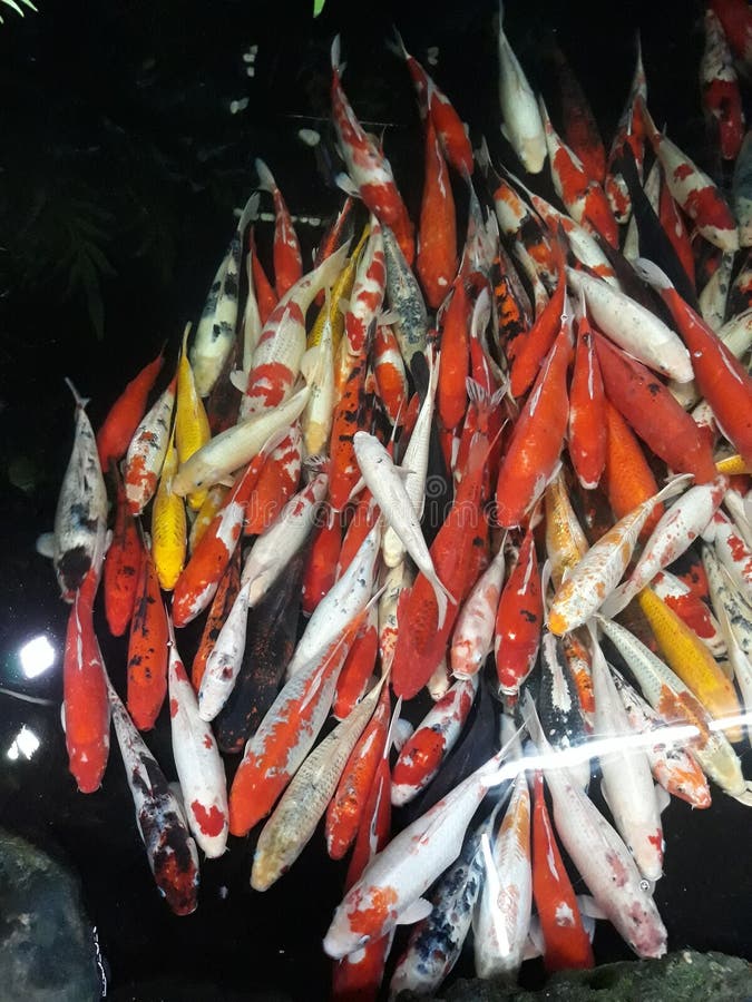 Many Colorful Carp Fish are Swimming in the Fish Pond. Stock Photo ...