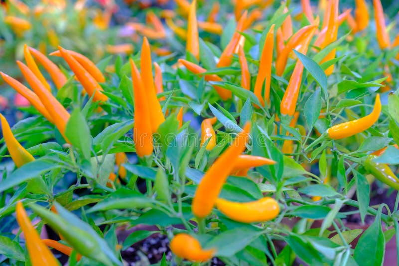 Many Colorful Decorative Chilli Papers in the Pot Stock Photo - Image ...