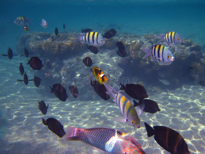 Many colorful fish stock image. Image of nature, caribbean - 23424515