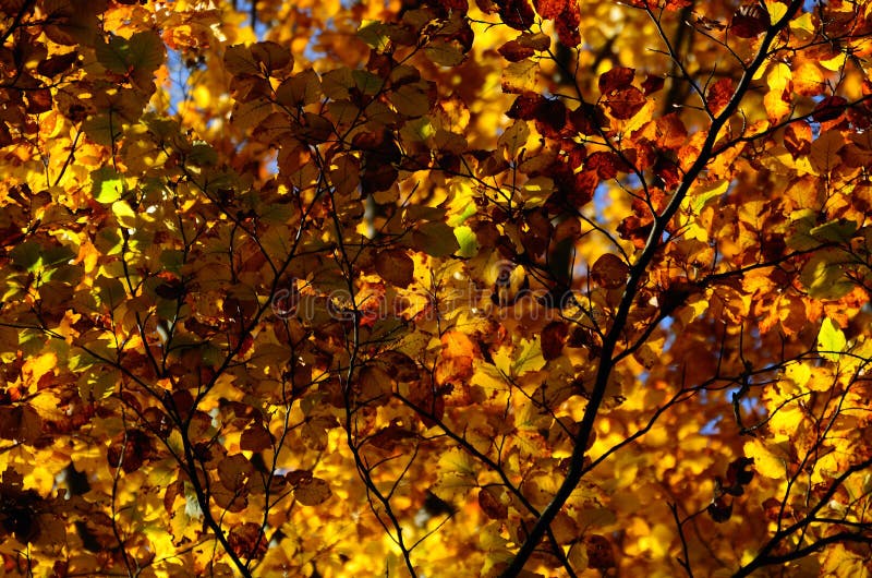 Many Colorful Leaves in Autumn Stock Image - Image of november, hike ...