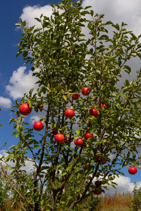 Many Colorful Red Apples on Tree Ready To Harvesting. Apple Orchard ...