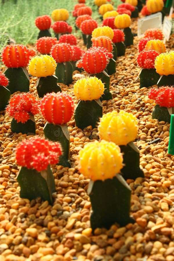 Many Colorful Small Red, Yellow Cactus are in Brown Stone Stock Photo ...