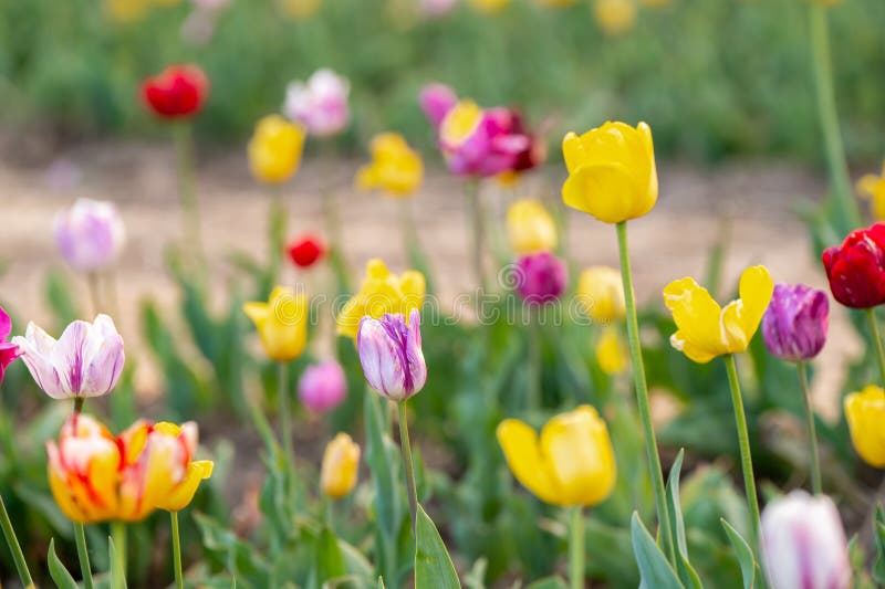 Many Colorful Tulips Tulips in a Flowering Field in the Springtime ...