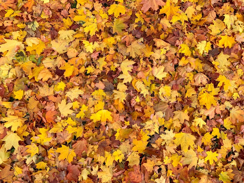 Many Colorful Yellow Gold Maple Leaves Background, Fall, Autumn ...