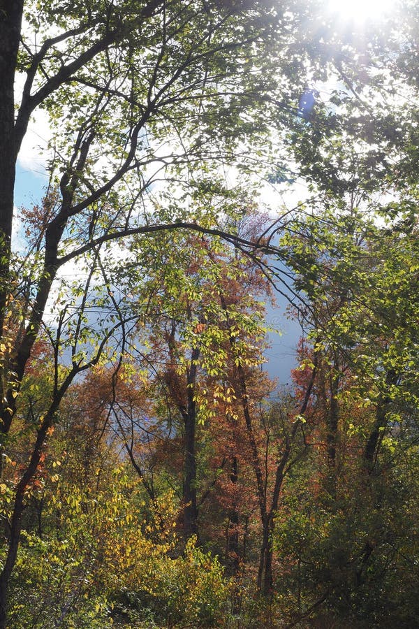 An Autumn Scene in the Forest with Tall Trees. Stock Photo - Image of ...
