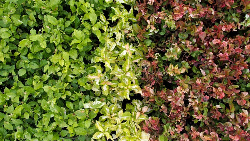 Many Colors Leaves stock image. Image of black, botany - 74579479