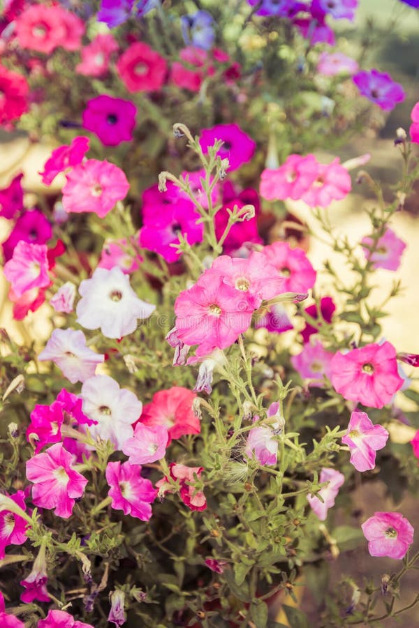Many Colors of Petunia. Flower Bed Stock Photo - Image of decorative ...