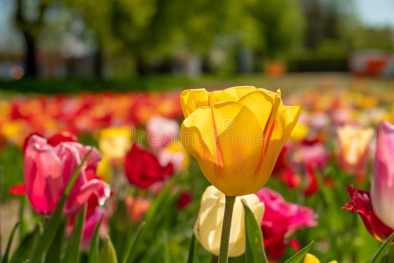 Some Colourful Tulips Stand on a Tulip Field Stock Image - Image of ...