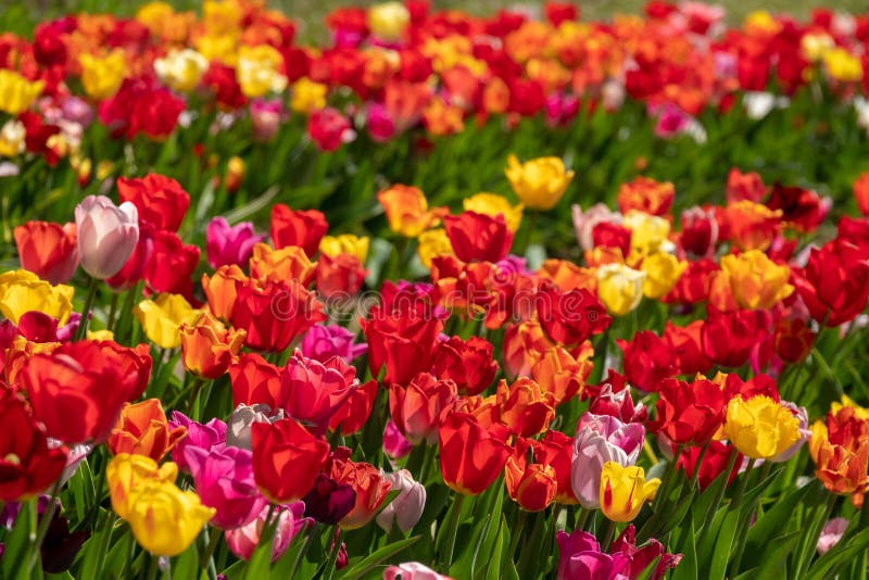 Some Colourful Tulips Stand on a Tulip Field Stock Photo - Image of ...