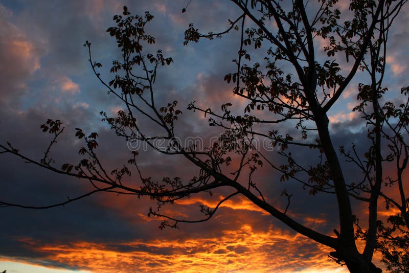 So many colours stock photo. Image of colours, flower - 237575920