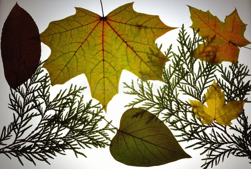 Many colours leaves stock photo. Image of plant, trees - 30461694