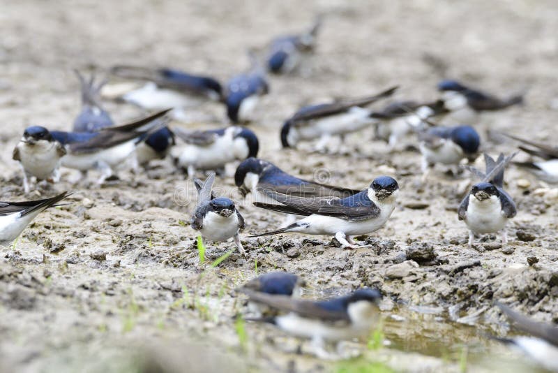 Many Common House Martin in a Puddle Stock Image - Image of animal ...