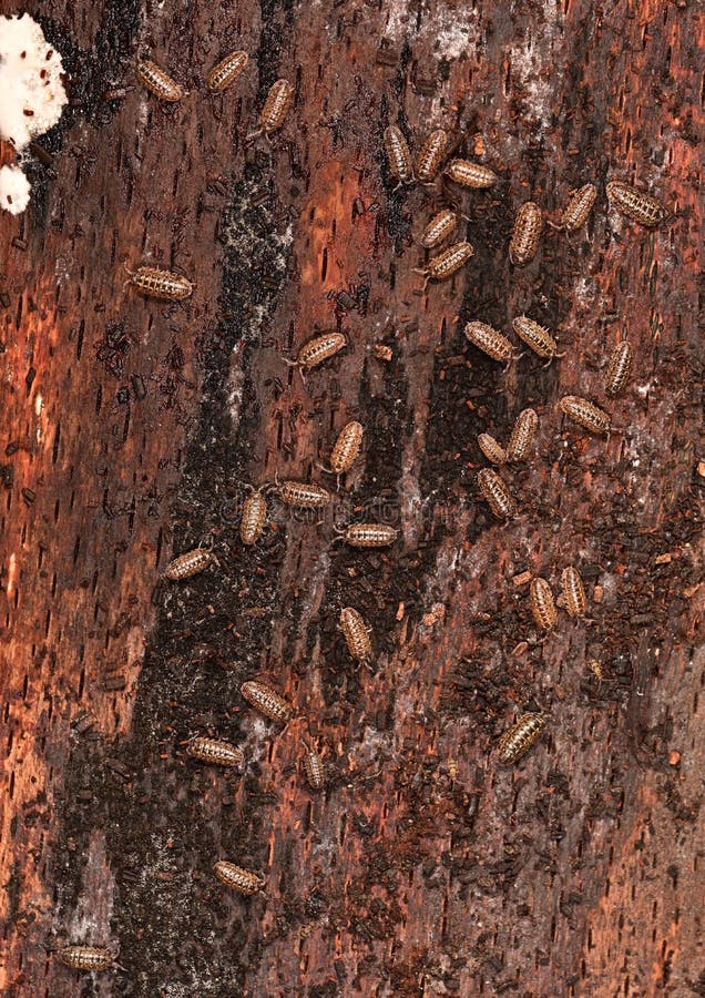 Common Rough Woodlouse Crawling on a Tree Bark Stock Photo - Image of ...