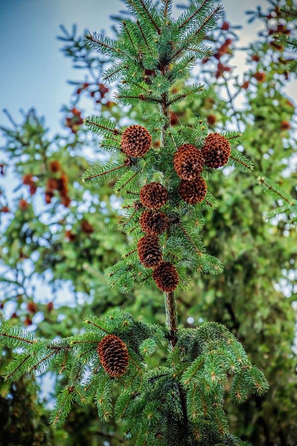 Many of the Cones on the Tree Stock Image - Image of cones, conifer ...