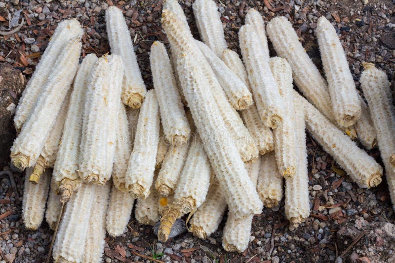 Many Corn Cobs on the Ground Used As Charcoal for Making Campfire Stock ...
