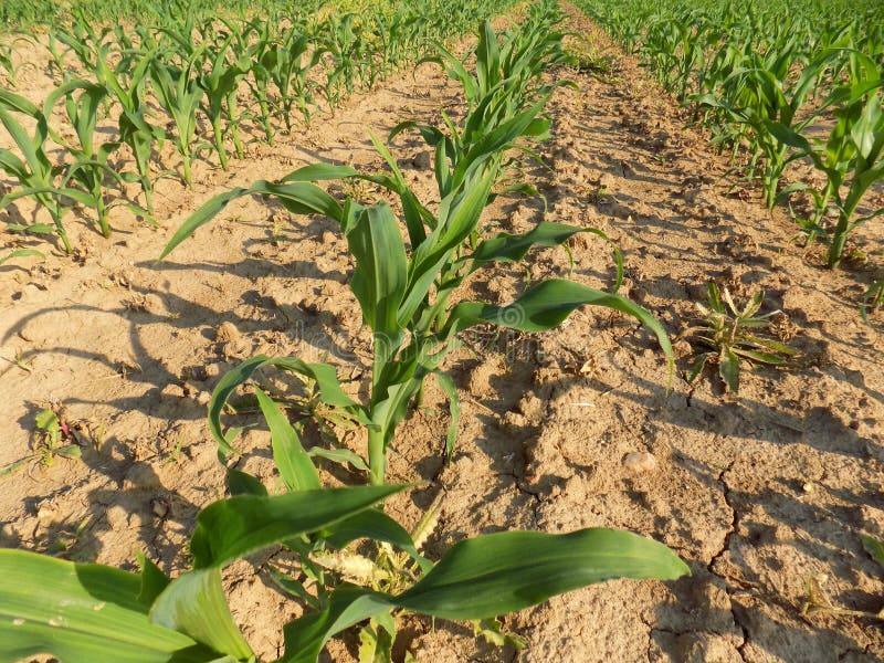 Many Corn Crops on Corn Field Stock Photo - Image of agriculture ...