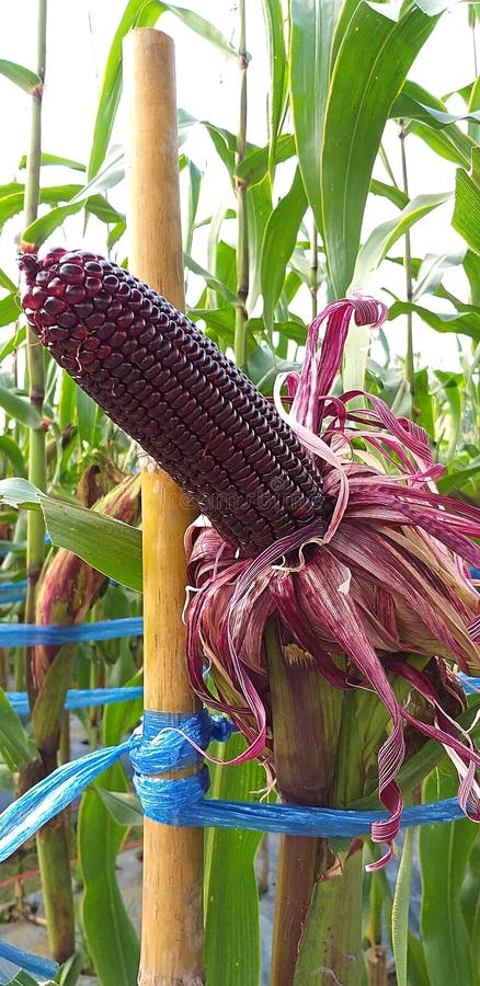 Many Corn Fields. Corn is Violet. Stock Image - Image of beautifully ...